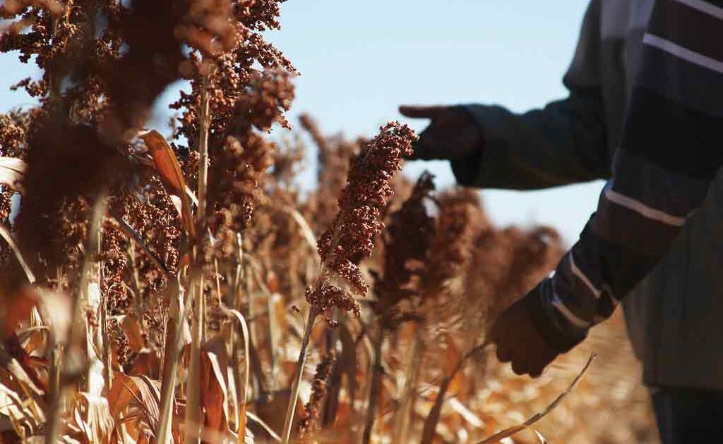 Farmers expect poor harvest season – Botswana Gazette