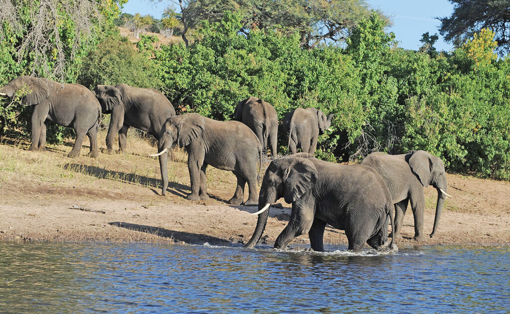 Botswana is now home to 30% of Africa’s elephants-Elephant Without ...