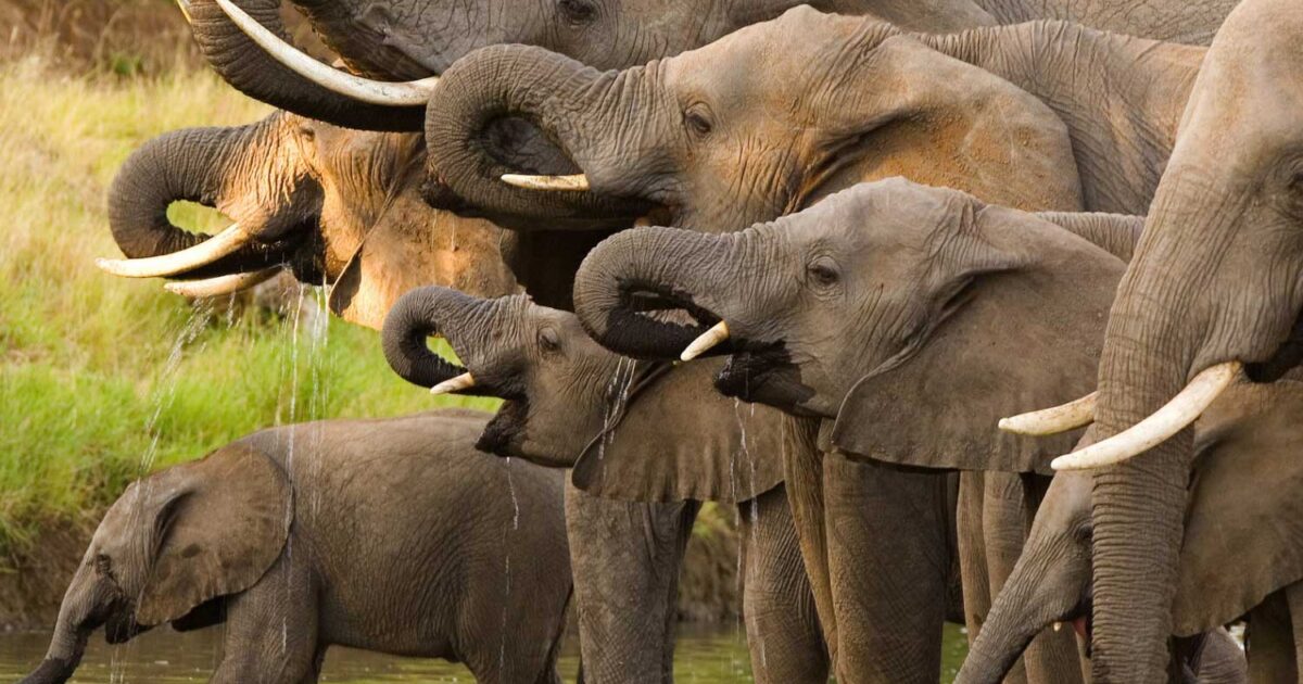 African Elephants Are Migrating To Safety-And Telling Each Other How To ...