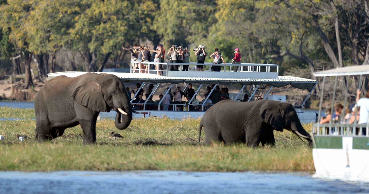 Inside Zambian poaching operations in Botswana Part 2 – Botswana Gazette