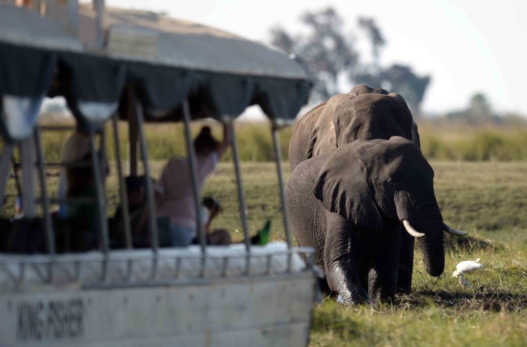 Elephants and economics: how to ensure we value wildlife properly ...