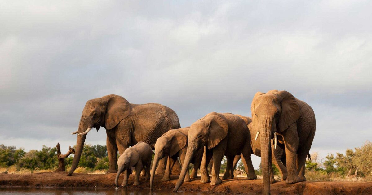 REVIEW OF ELEPHANTS WITHOUT BORDERS 2018 DRY SEASON AERIAL SURVEY OF ...