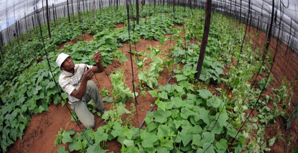 Govt Replaces ISPAAD with Temo-Letlotlo – Botswana Gazette