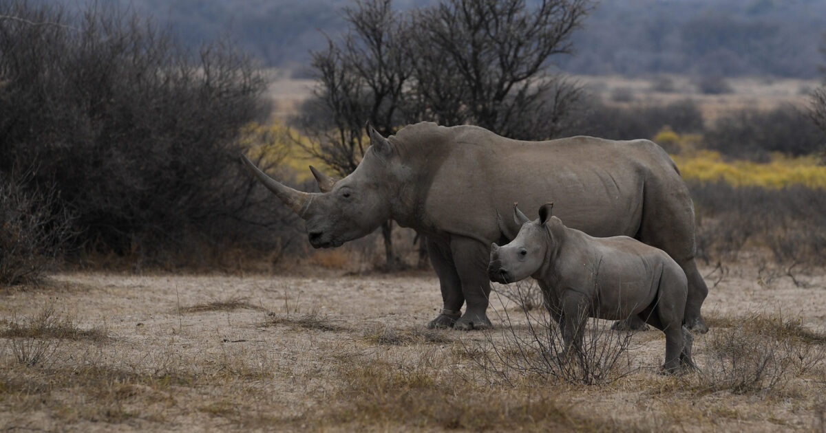Botswana Sees Increase in Rhino Poaching since 2018 – Botswana Gazette
